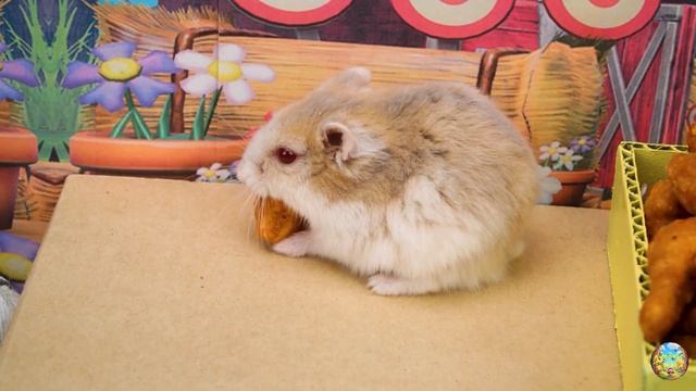 Умный хомяк преодолевает полезный и веселый лабиринт! 2 часть