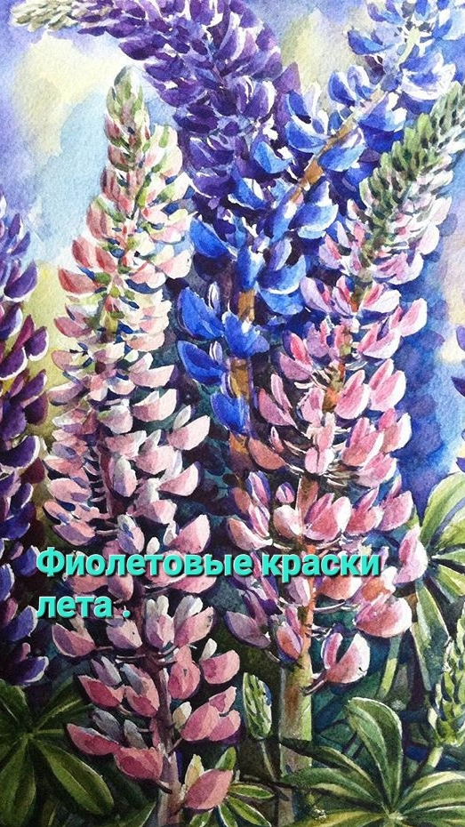 Фиолетовые краски лета.