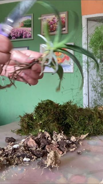 Пересаживаю орхидеи в мох