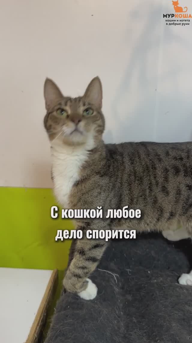 Панси ждёт вас в приюте #Муркоша