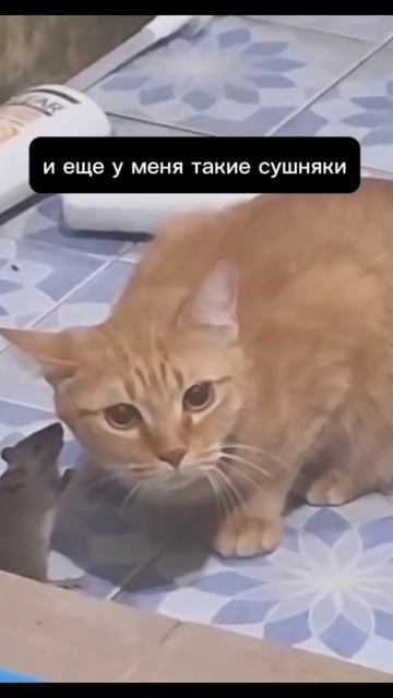 Серьёзный диалог😅