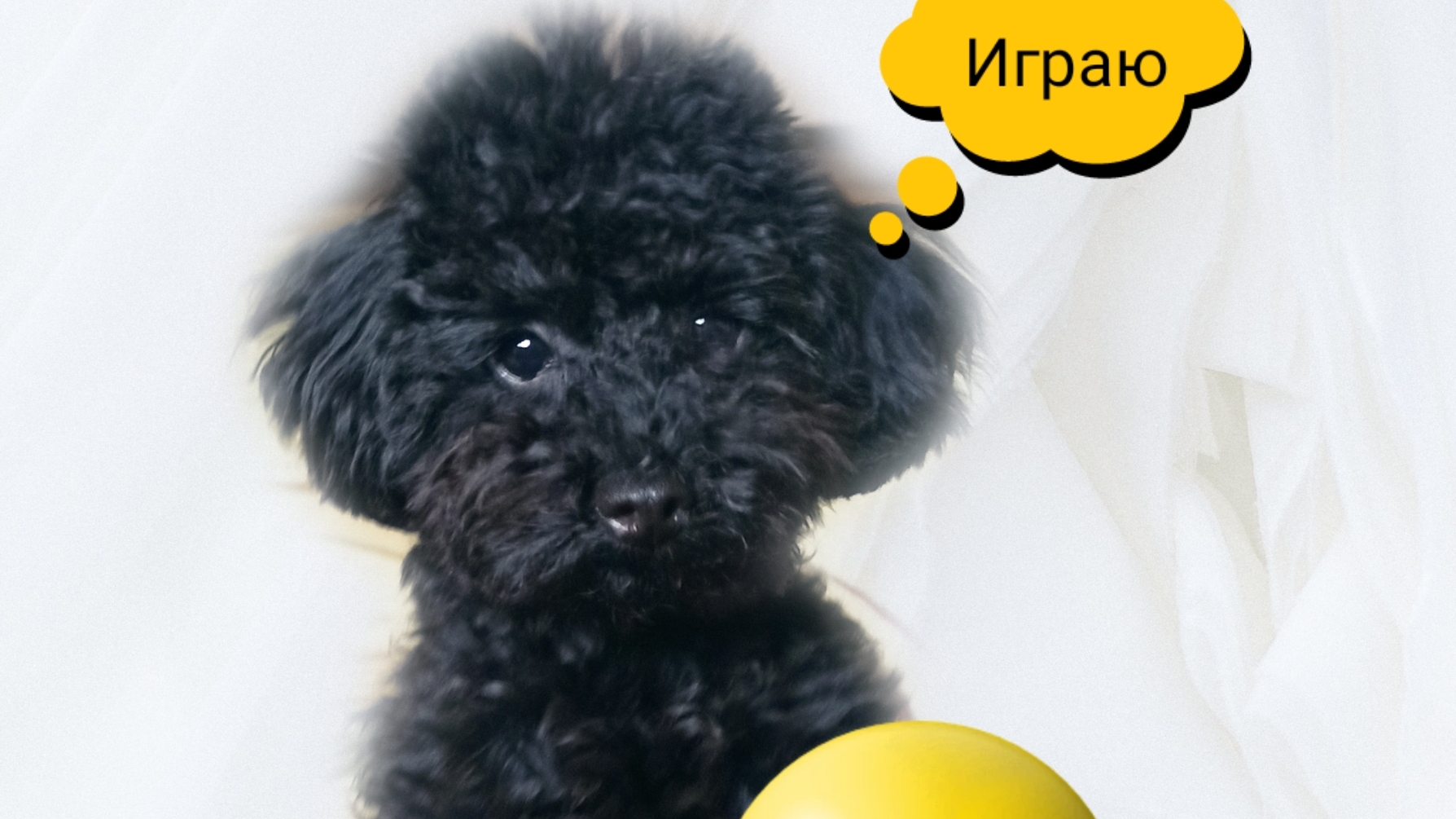 Игры собачки Айзы. Смешная собачка не даёт мяч. ⚽🐩