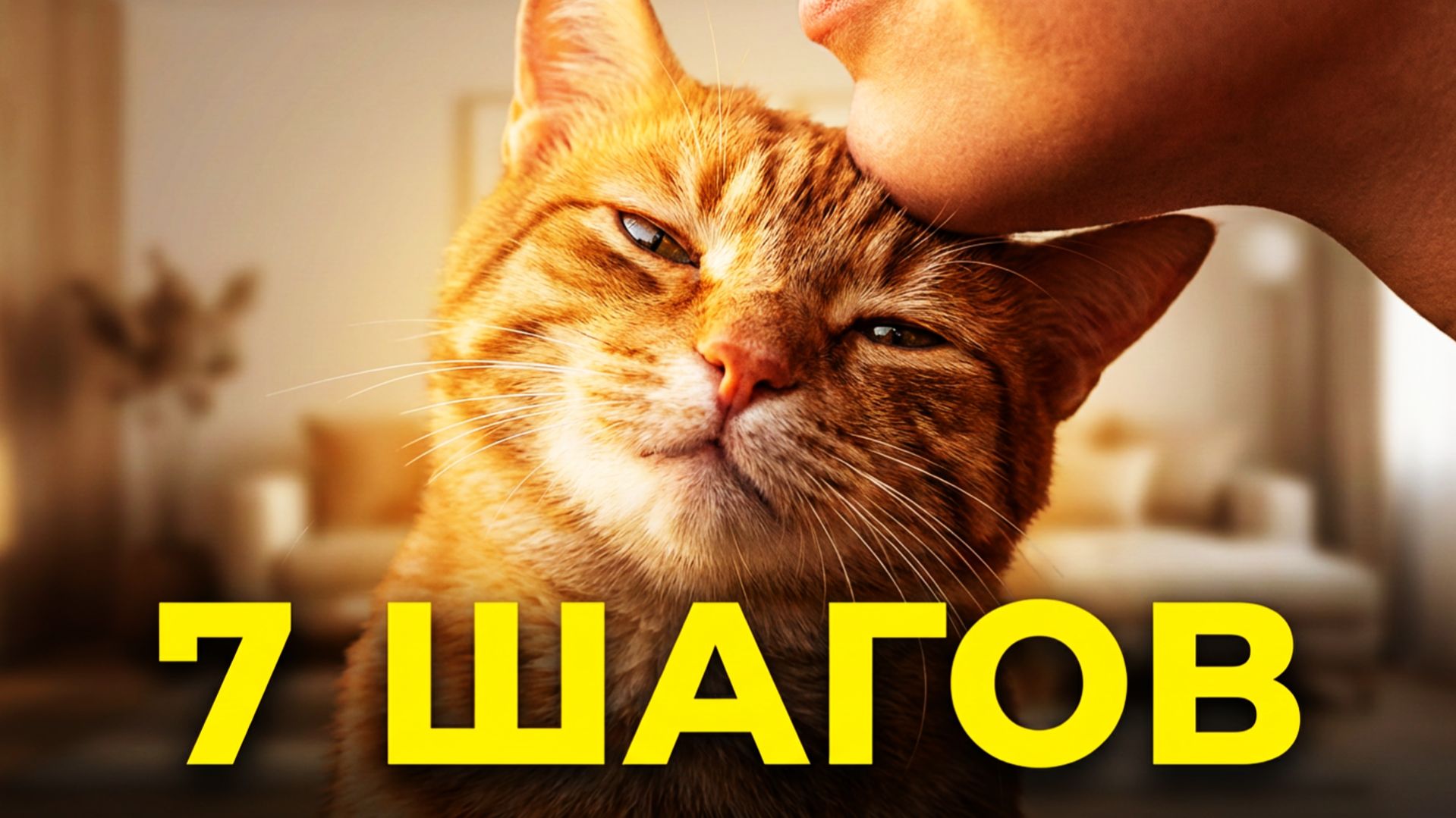 7 простых шагов, чтобы кошка начала тебя обожать