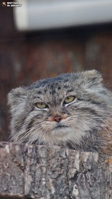 Манул Пепе проснулась и осматривается. Ленинградский зоопарк