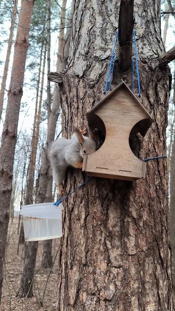 Белка забрала орех из кормушки