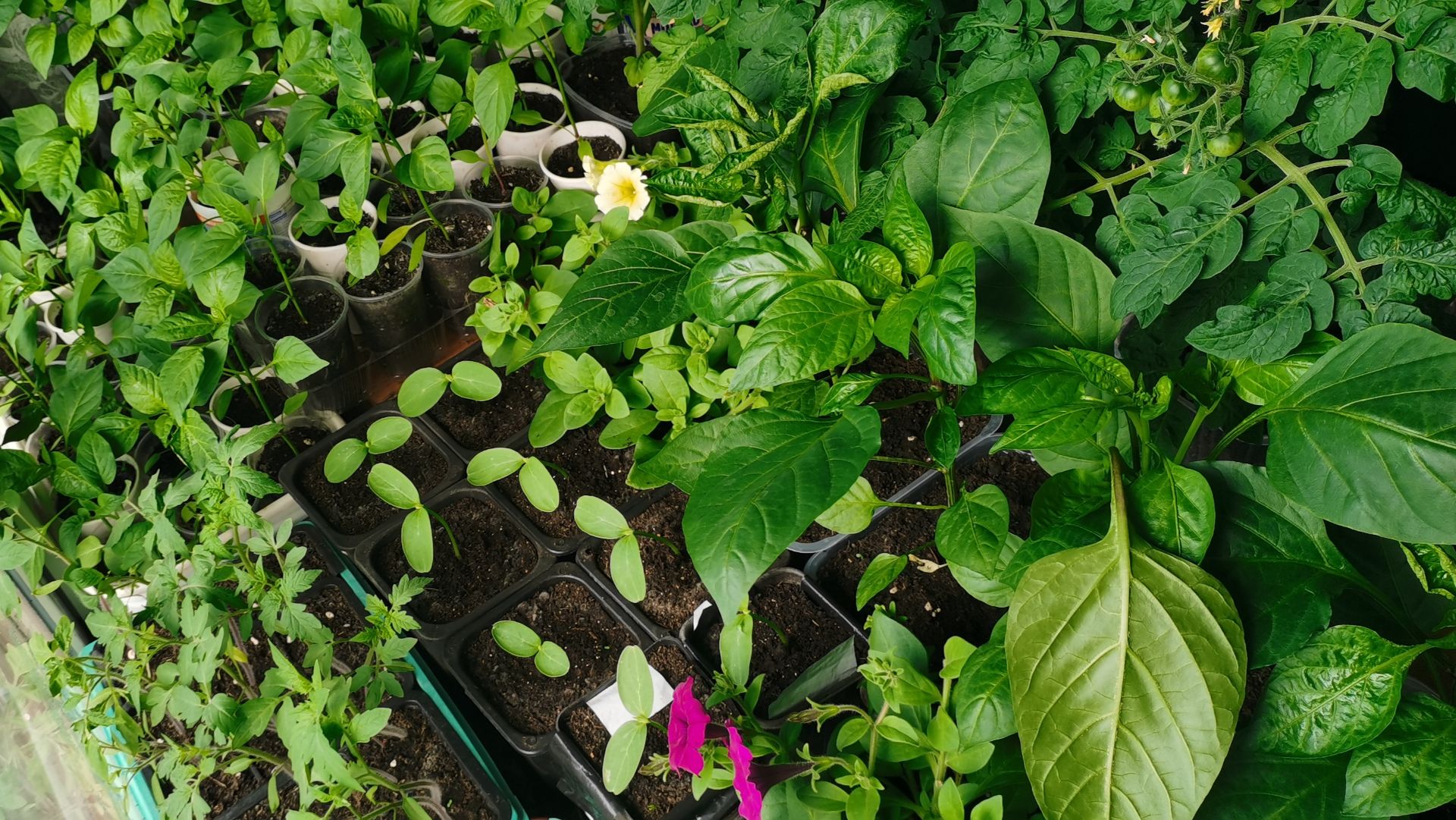 Обзор всей рассады на 12 апреля! Перцы много томатов и цветов для огорода.