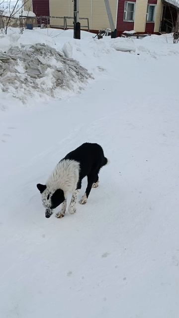 Да, красив! Снимайте меня, снимайте!