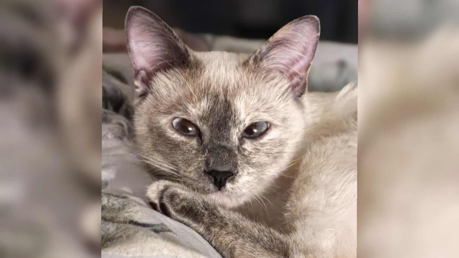 Рани Ева Сапфир Меколь