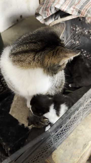 Пасха 2026 🕊️