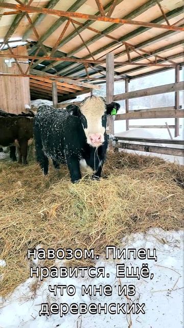 МОИ АРОМАТНЫЕ ПРЕДПОЧТЕНИЯ: КОРОВИЙ НАВОЗ И СИЛОС! 🤢✨