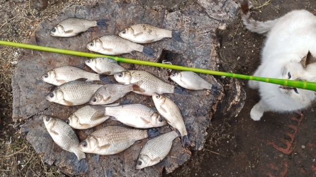 Сегодня порыбачил на короткую удочку🎣 Насадка тесто, прикормка дробленка. Клёв вялый.