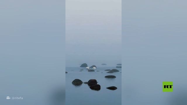 شاهد.. رقصة تزاوج البجع في خليج فنلندا