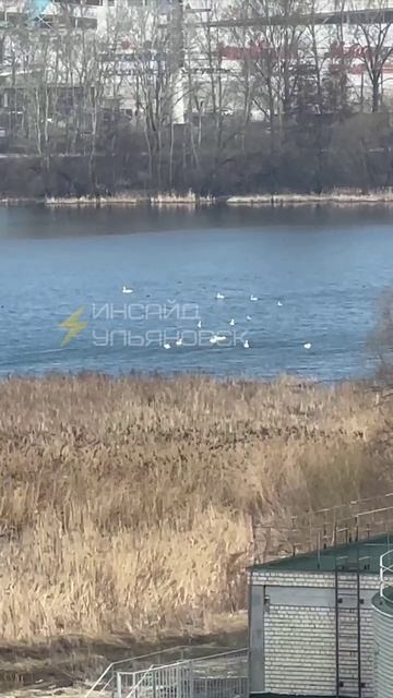 🦢 Сейчас на Свияге в Ульяновске замечены лебеди.   🙏 Очень надеемся, на этот раз не поубивают...