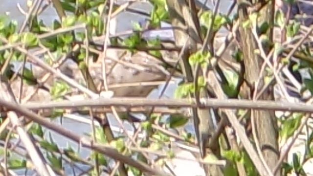 100_0011Апрель 2026 Набережная возле парка Невинномысск