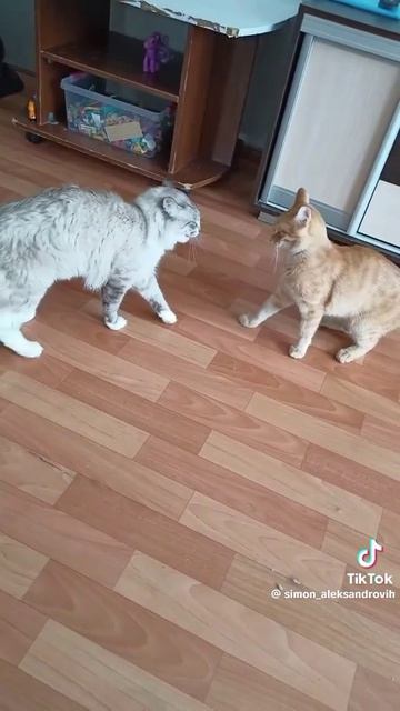 что они не наладили ?
котики
