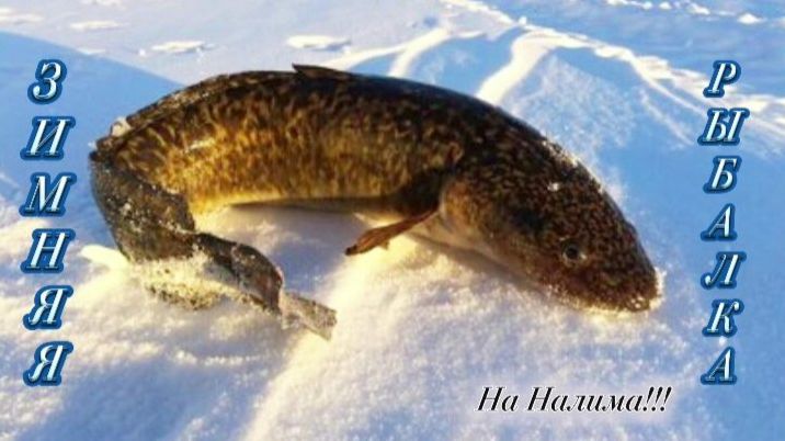Рыбалка! Налим на СТУК - 2026!!!