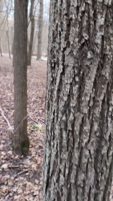 Белка ловко вынула грецкий орех из скорлупки