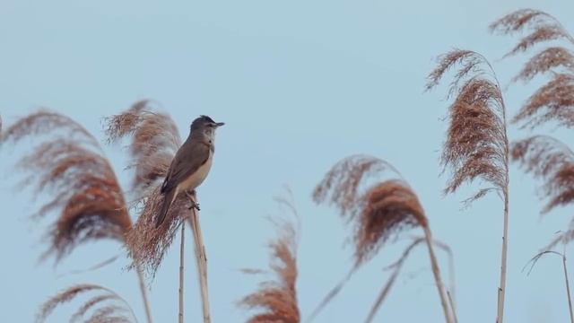 Какие птицы поют ночью_ Голоса ночных птиц.