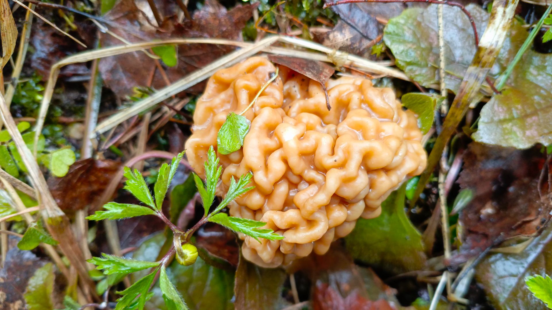 Строчки первые весенние грибы Подмосковья 2026.