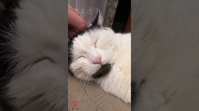 Счастье в мелочах... и в мурчании Кота!