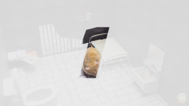 Хомяк выбирается из лабиринта! Он выбрал неверный путь… 😱 1 часть