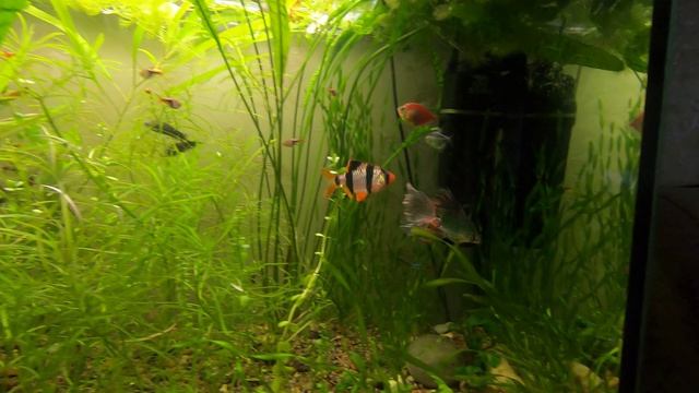 Аквариум. Суматранские барбусы