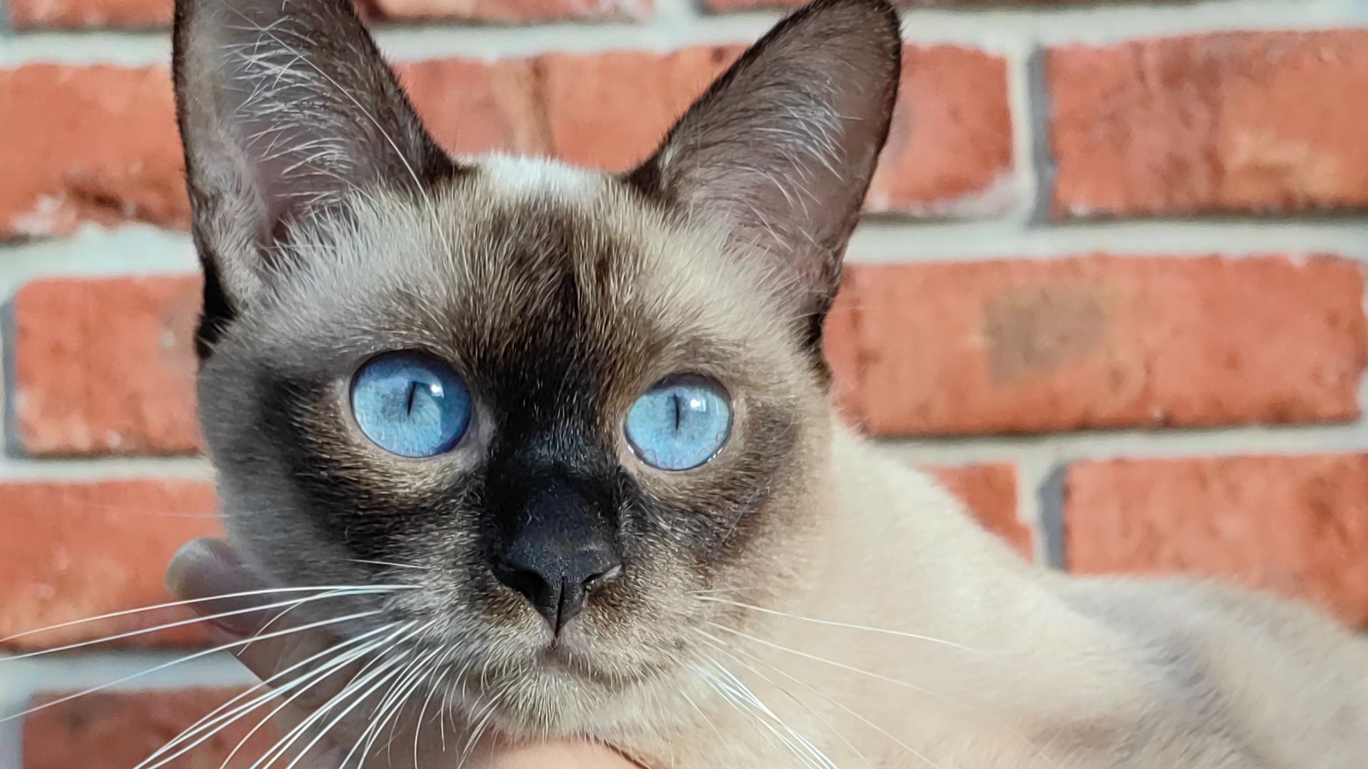 Вильмилла Сапфир Меколь