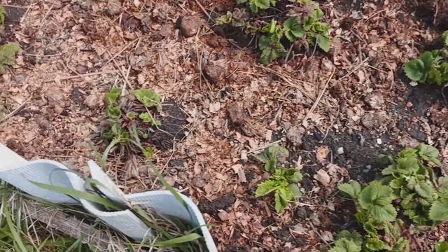 Ура Весна!Всходы и Деревья.