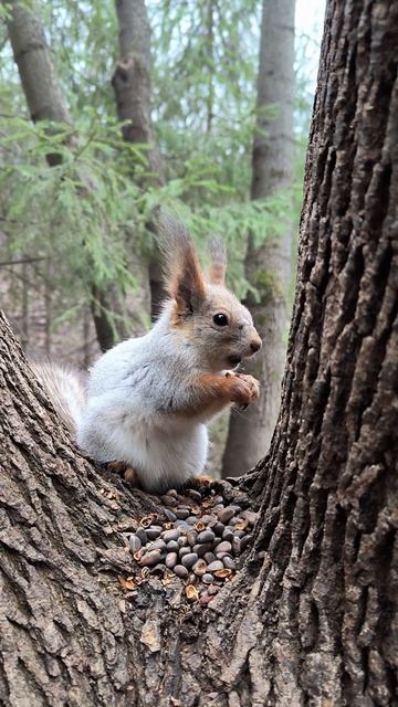 Белка задумалась