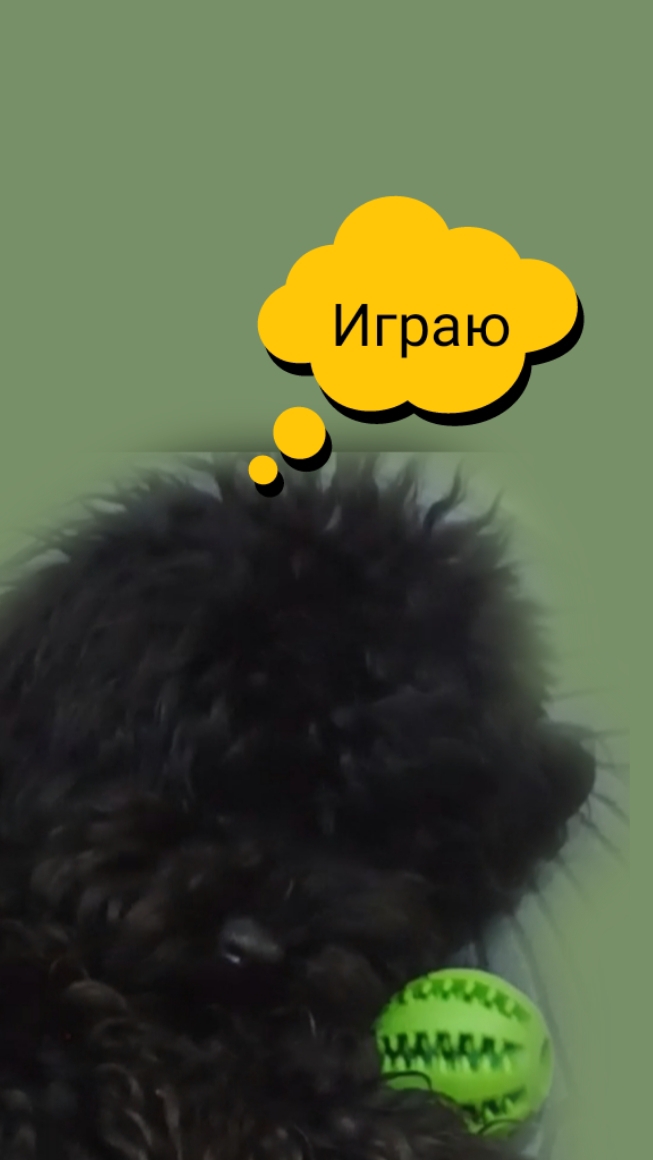Игры собачки Айзы. 🐩⚽