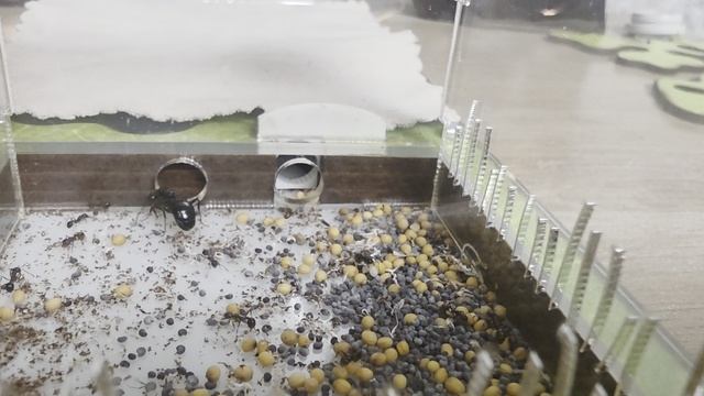 Жизнь муравьёв. 20 серия.