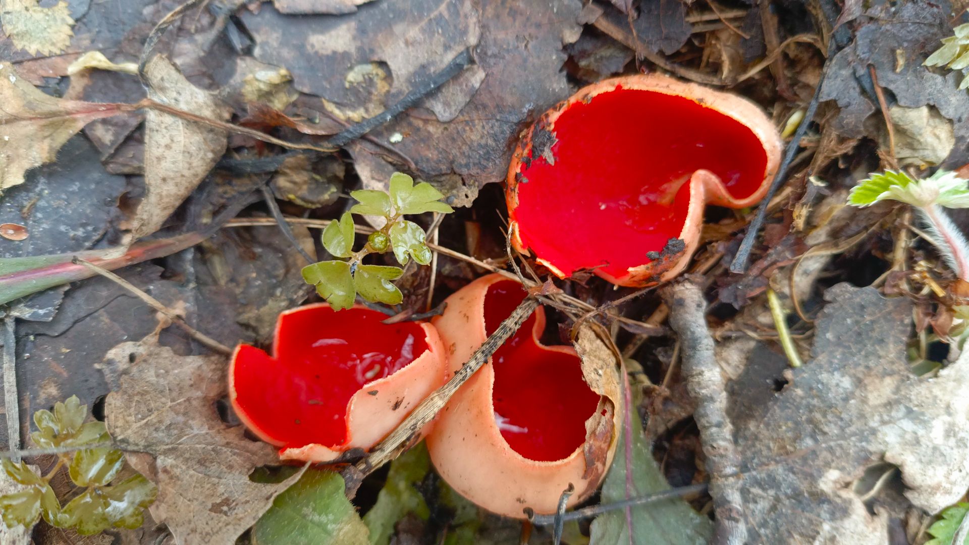 Саркосцифа обыкновенная или алая эльфийская чаша первые весенние грибы Подмосковья.