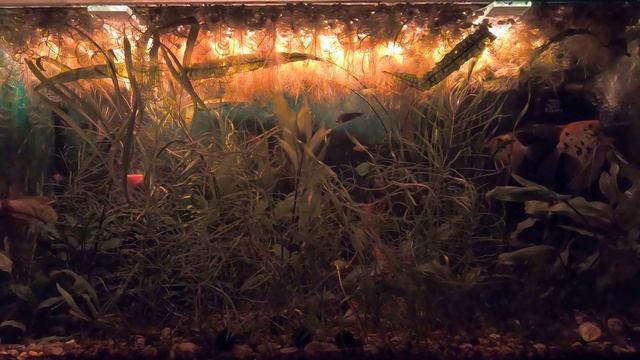 светильник для аквариума FG167 как настроить. установка ночного режима. ночной режим как выглядит