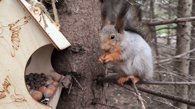 Две белки в кормушках грызут кедровые орешки