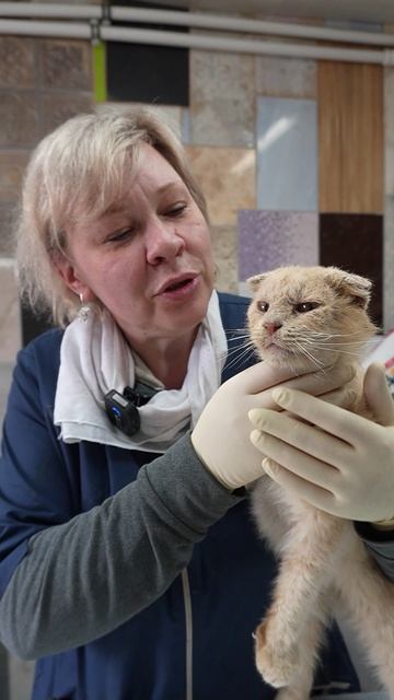 Желтопузик: рыжий котик большим аппетитом