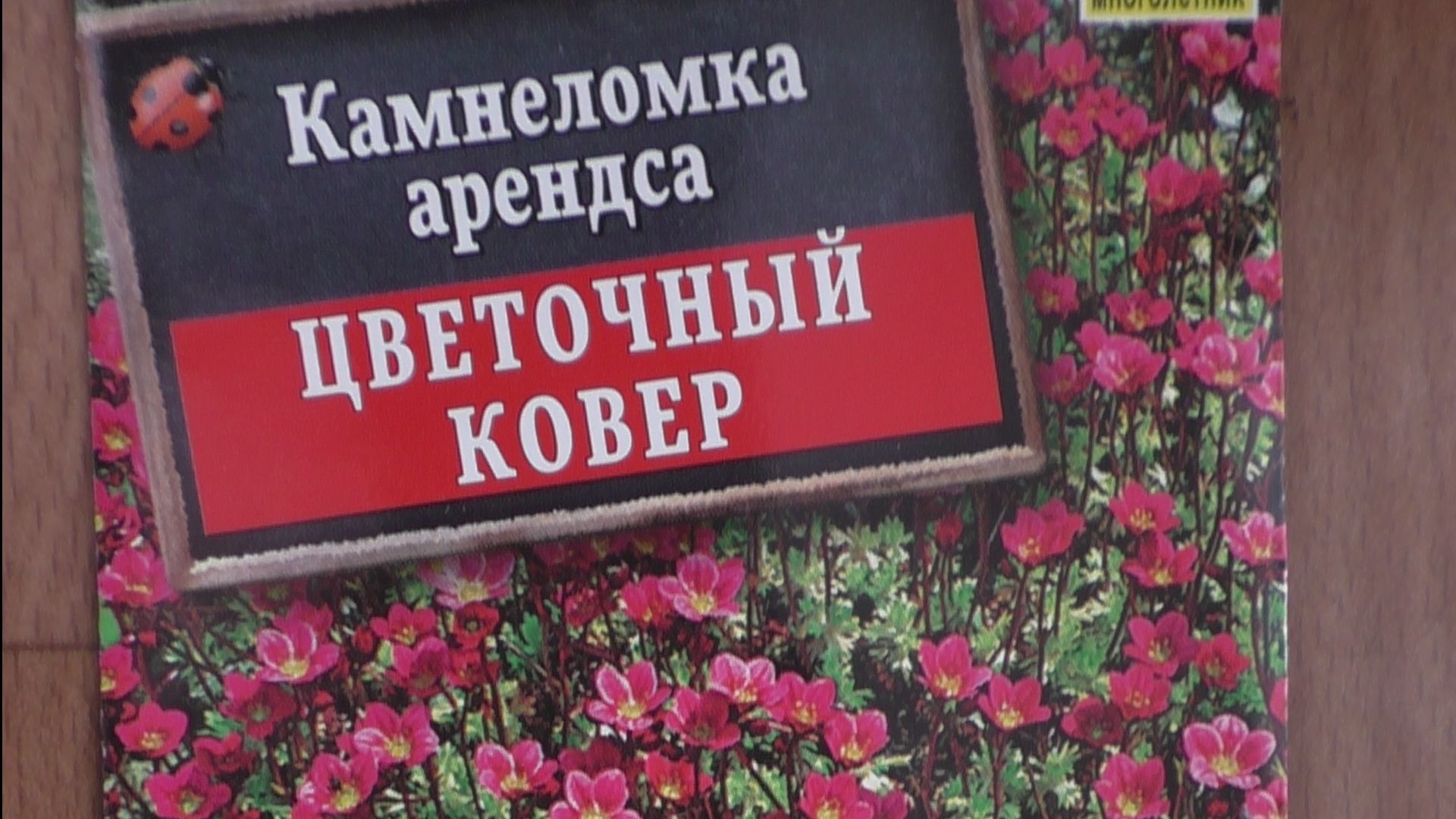 Посев многолетнего цветка камнеломки на рассаду