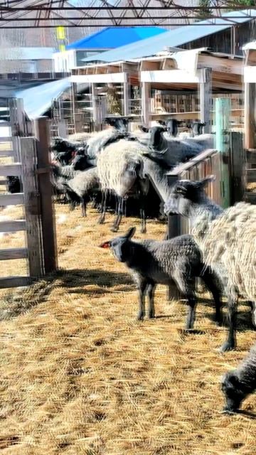 МОЯ ПЕЧАЛЬКА: КОРМЛЮ ОВЕЦ ЛУЧШЕ ЧЕМ СЕБЯ, А ОНИ НЕ РАСТУТ! 😭