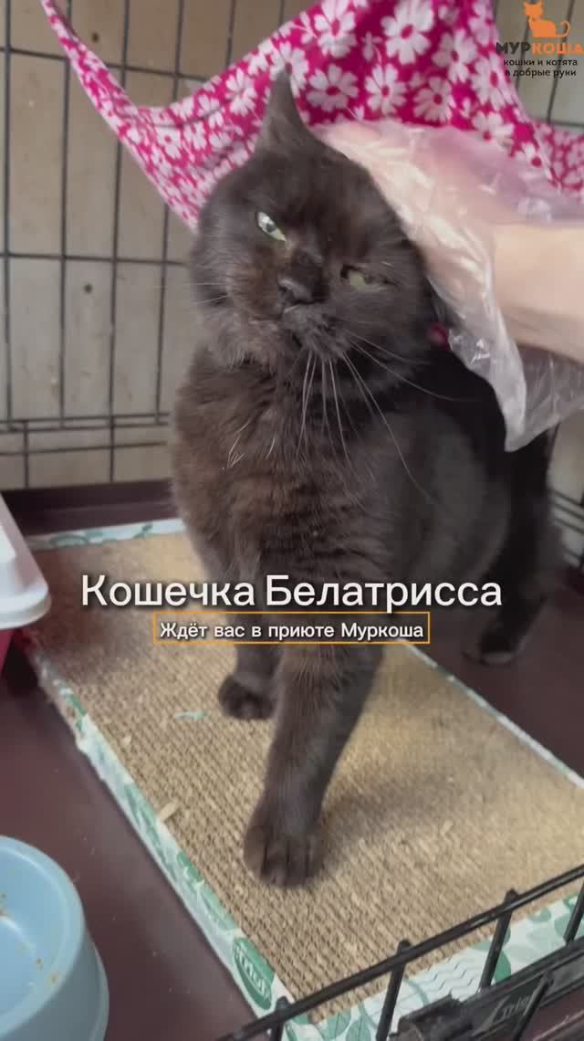 Белатрисса ждёт вас в приюте #Муркоша