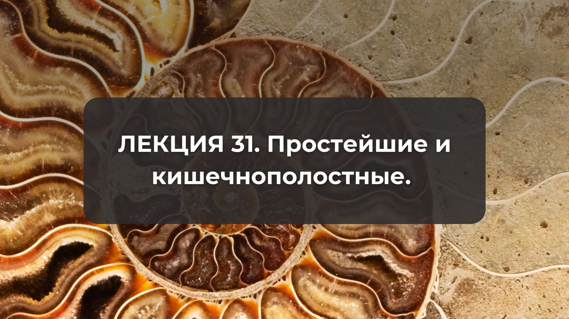 Лекция 31. Простейшие и кишечнополостные.
