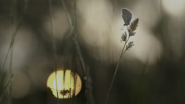 Макро в HDR: новый ракурс