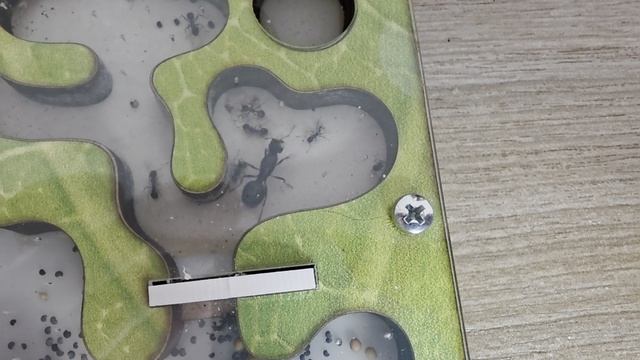 Жизнь муравьёв. 21 серия.