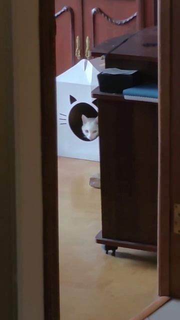 Милка шкодит и ловит ногу из домика