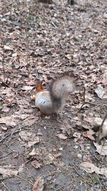 Белка встретилась утром в парке