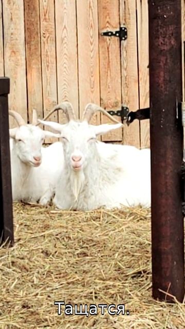 ЧТО ДЕЛАЕШЬ БРО? СМОТРЮ КАК ДЕРЕВО РАСТЕТ!, 🐐✨