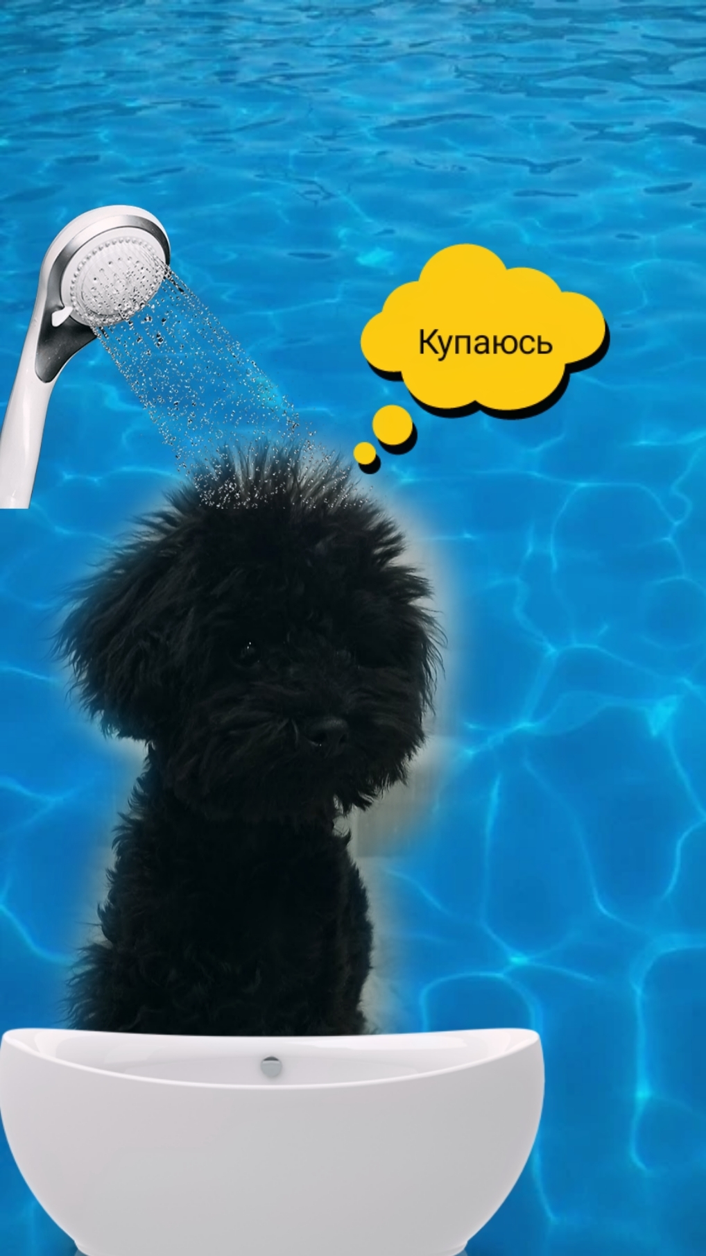 Собачка Айза принимает душ. 😂🐩