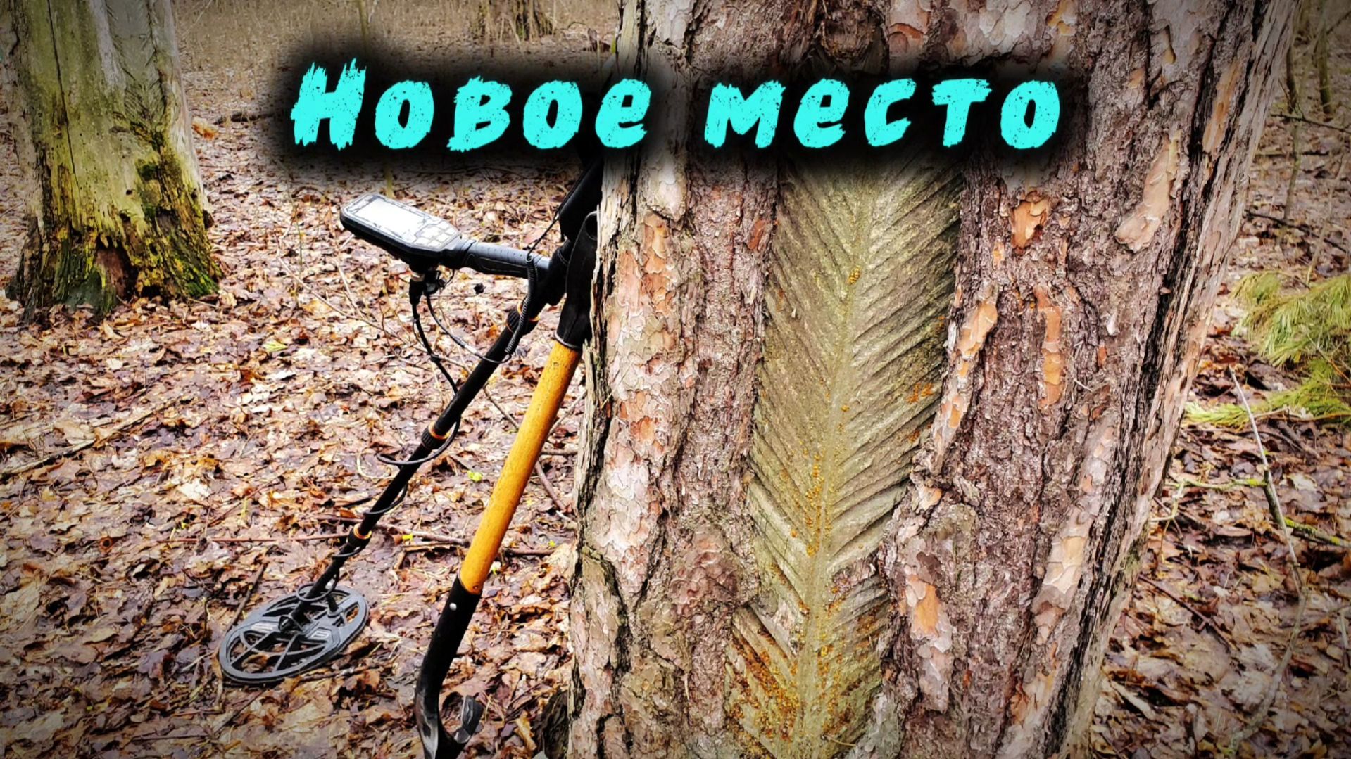 Поиски на новом месте, где в старину собирали смолу.