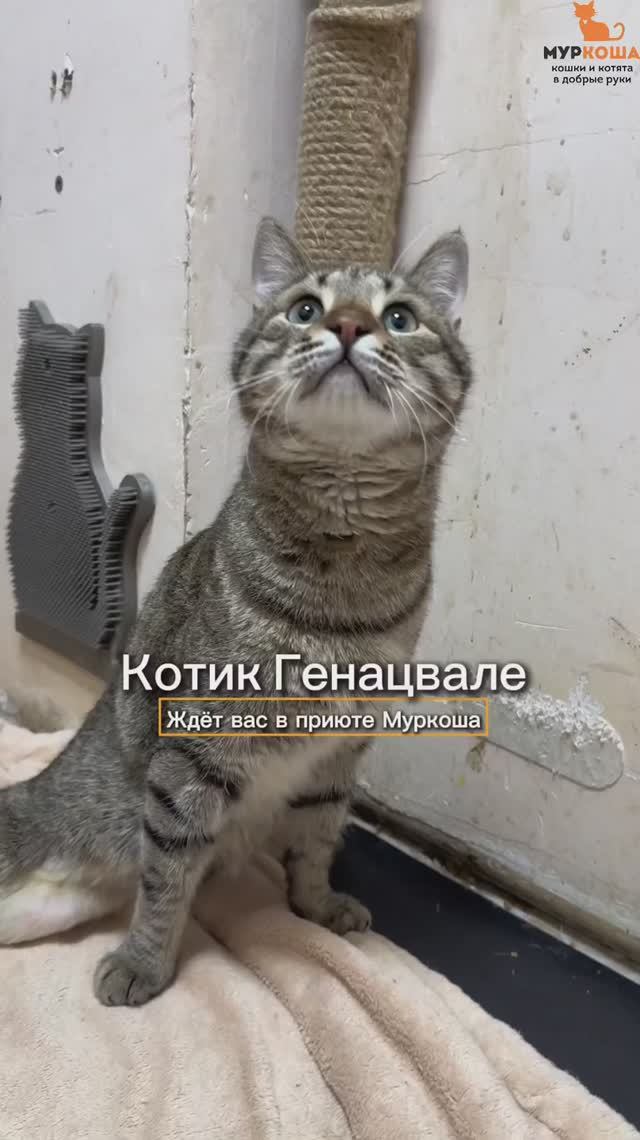 Генацвале ждёт вас в приюте #Муркоша