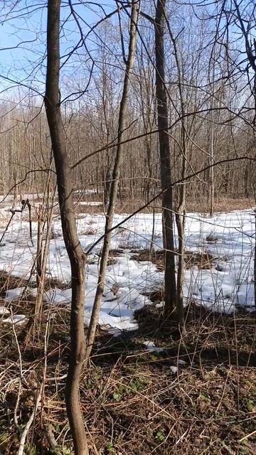 Клещевальня без клеща #shorts #клещевальня #осторожноклещ #другаяжизнь #metaldetecting