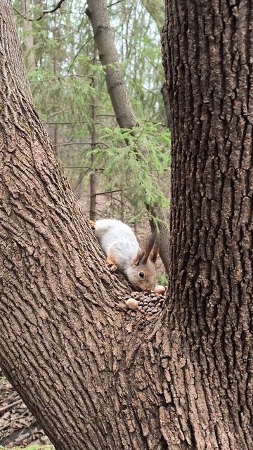 Белка погрызла кедряшки