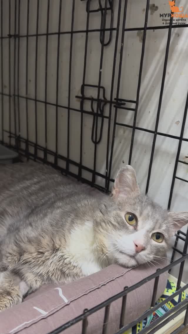 Инжир ждёт вас в приюте #Муркоша